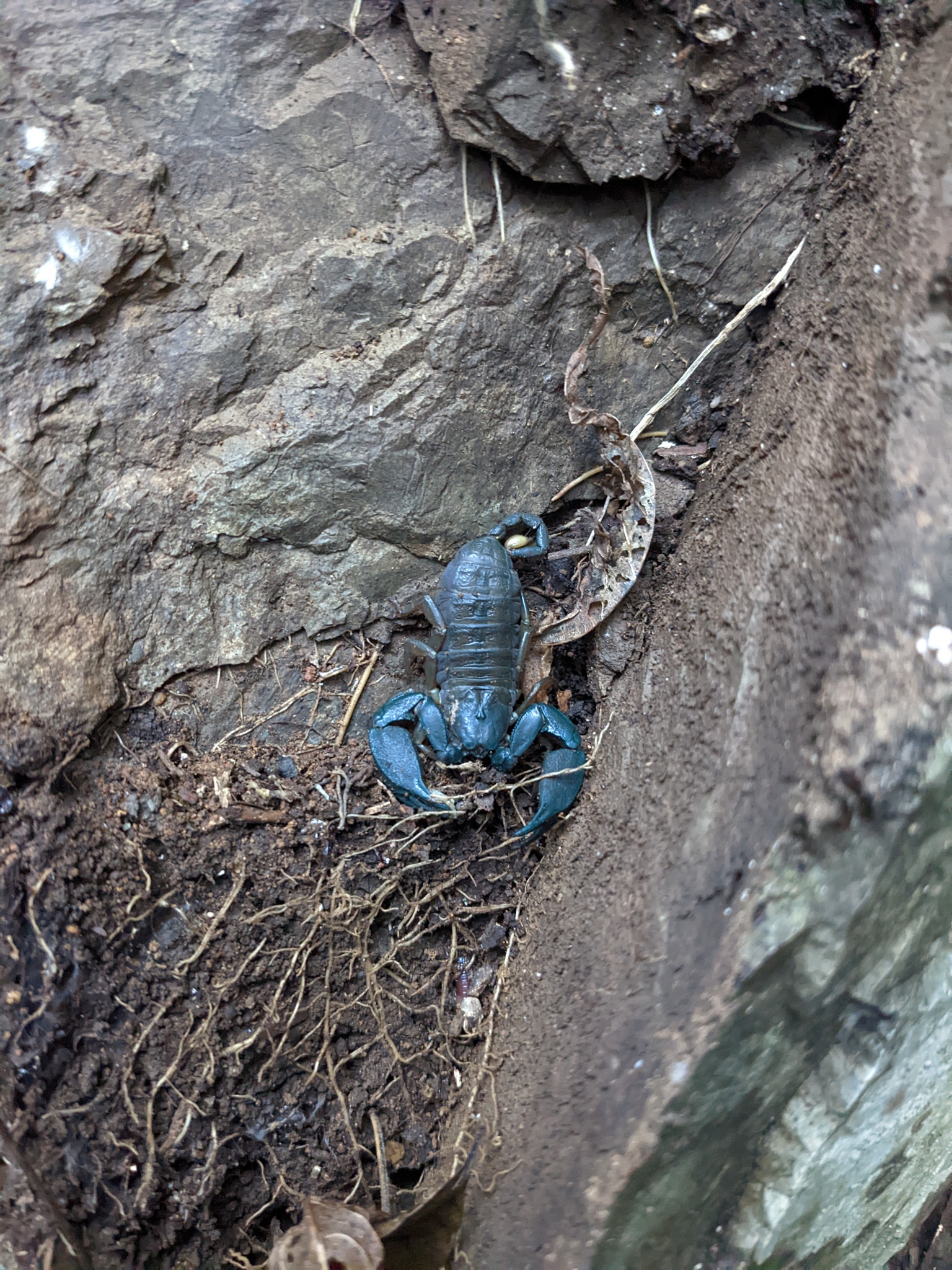 Dundas Nature Refuge - Regeneration, Protection and Research